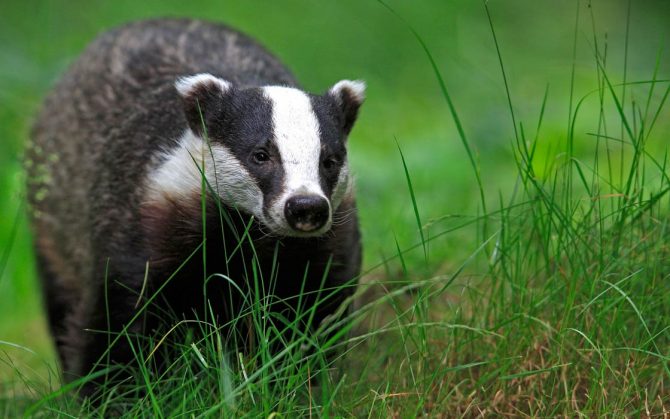 Borsuk – wszystkożerne stworzenie | DinoAnimals.pl