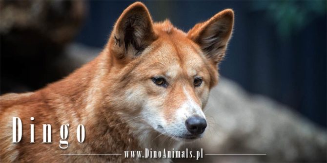 Pies Dingo (Canis lupus dingo) | DinoAnimals.pl