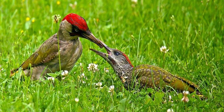 Dzięcioły (Picinae) – ptaki o długich językach | DinoAnimals.pl