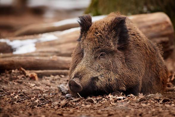 Dzik (Dzika świnia) jest dziki i ma ostre kły :) | DinoAnimals.pl