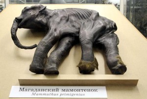 Mamut - prehistoryczny słoń | DinoAnimals.pl