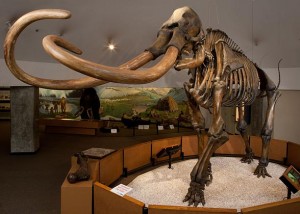 Mamut - prehistoryczny słoń | DinoAnimals.pl