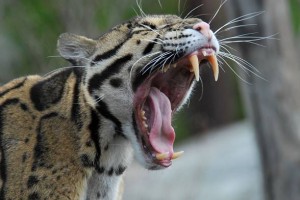 Pantera mglista (Neofelis nebulosa) - drapieżnik z drzew | DinoAnimals.pl