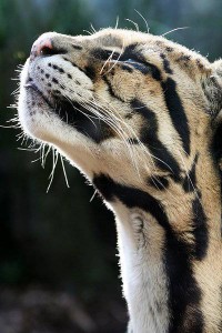 Pantera mglista (Neofelis nebulosa) - drapieżnik z drzew | DinoAnimals.pl