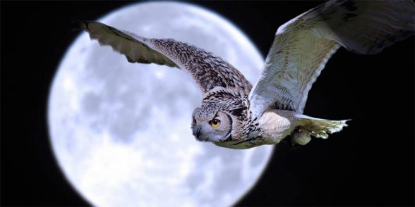 Sowa, Sowy (Strigiformes) | DinoAnimals.pl