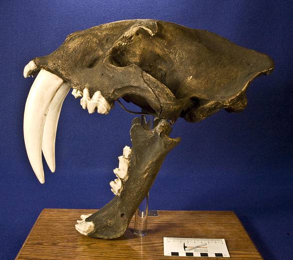Tygrys szablozębny, szablastozębny (smilodon) | DinoAnimals.pl