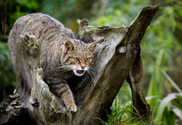 Wyjce (Alouattinae) - wyjące małpy. | DinoAnimals.pl