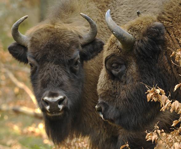 Extinction or Survival? – Another look at the Bison – Stories from the ...
