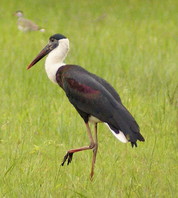 Bociany (Ciconia) | DinoAnimals.pl