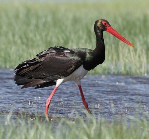 Bociany (Ciconia) | DinoAnimals.pl