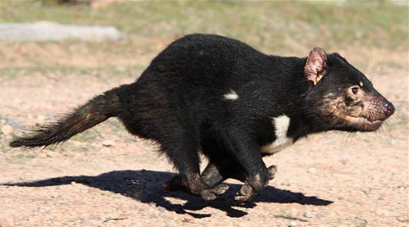 Diabeł tasmański – agresywny torbacz | DinoAnimals.pl