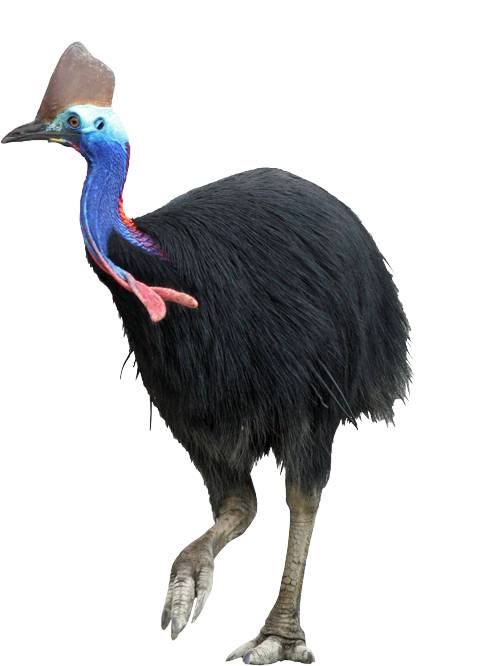 Kazuar, kazuary (Casuariidae). | DinoAnimals.pl - Part 2