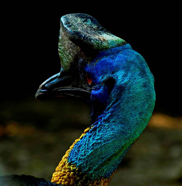 Kazuar, kazuary (Casuariidae). | DinoAnimals.pl