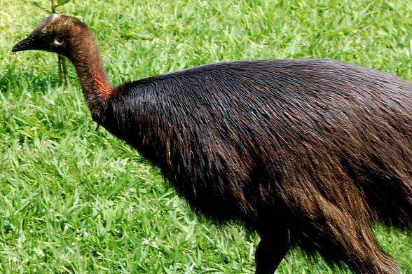 Kazuar, kazuary (Casuariidae). | DinoAnimals.pl