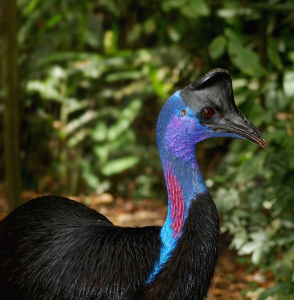 Kazuar, kazuary (Casuariidae). | DinoAnimals.pl