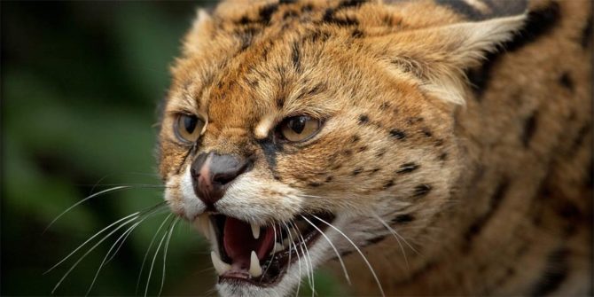 Serwal – mniejszy gepard | DinoAnimals.pl