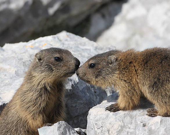 Świstaki (Marmota) – specjaliści od pogody | DinoAnimals.pl