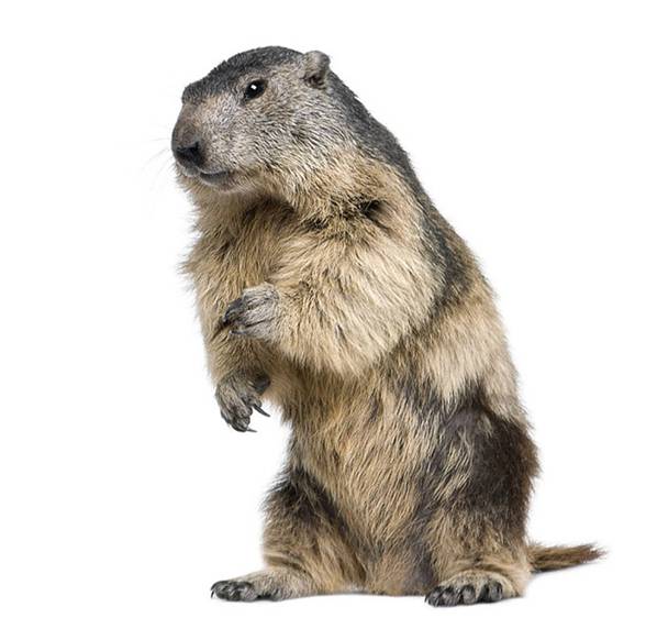 Świstaki (Marmota) – specjaliści od pogody | DinoAnimals.pl