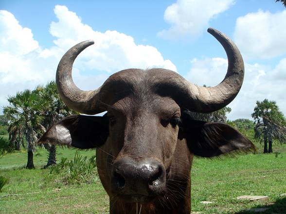 Bawół afrykański (Syncerus caffer) - byk z afryki | DinoAnimals.pl