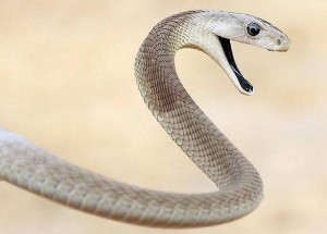 Czarna mamba (Dendroaspis polylepis) | DinoAnimals.pl