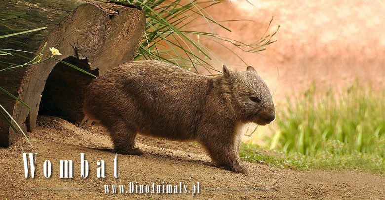 Torbacze | DinoAnimals.pl - Part 3