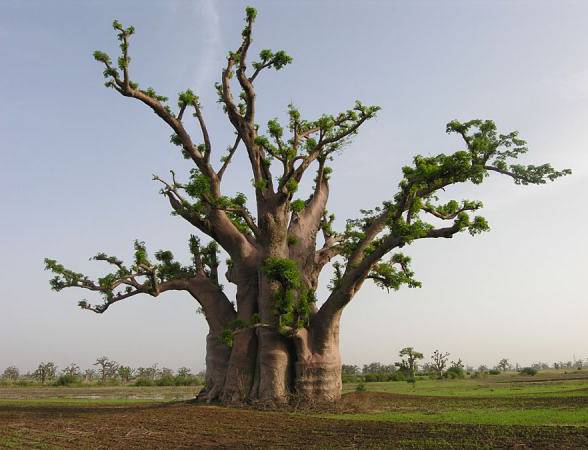 Baobaby, palczary (Adansonia). | DinoAnimals.pl