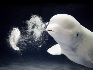 Walenie (Cetacea) - królowie oceanów | DinoAnimals.pl