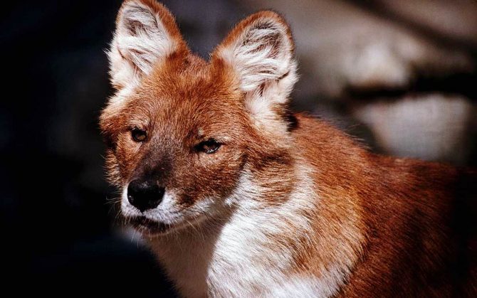 Cyjon (Cuon alpinus) – rudy wilk | DinoAnimals.pl