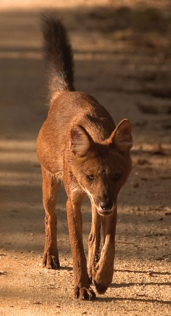 Cyjon (Cuon alpinus) – rudy wilk | DinoAnimals.pl