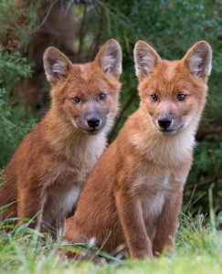 Cyjon (Cuon alpinus) – rudy wilk | DinoAnimals.pl