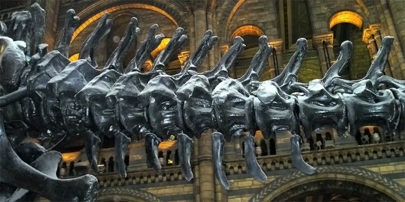 Diplodok (Diplodocus) | DinoAnimals.pl