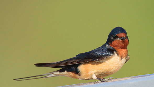 Jaskółki (Hirundinidae) - ptaki wolności. | DinoAnimals.pl