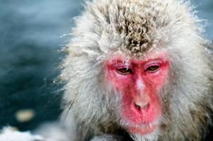 Makaki. Makak japoński (Macaca fuscata) | DinoAnimals.pl
