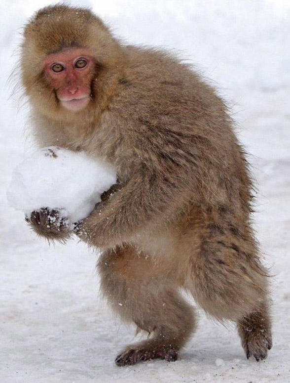 Makaki. Makak japoński (Macaca fuscata) | DinoAnimals.pl