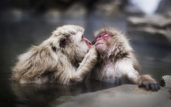 Makaki. Makak japoński (Macaca fuscata) | DinoAnimals.pl
