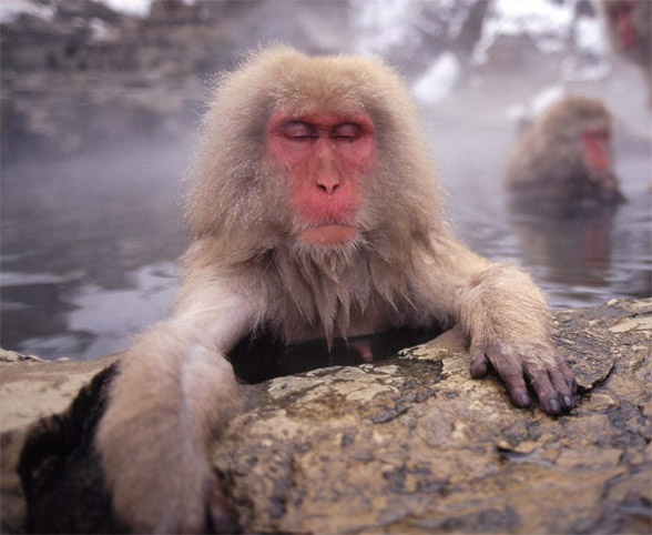 Makaki. Makak japoński (Macaca fuscata) | DinoAnimals.pl