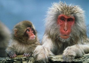 Makaki. Makak japoński (Macaca fuscata) | DinoAnimals.pl