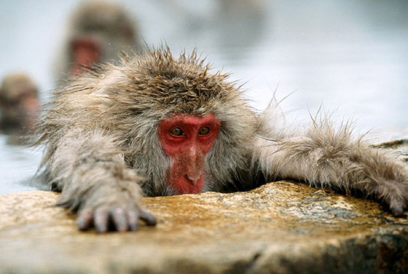 Makaki. Makak japoński (Macaca fuscata) | DinoAnimals.pl