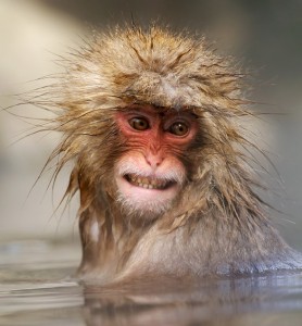 Makaki. Makak japoński (Macaca fuscata) | DinoAnimals.pl