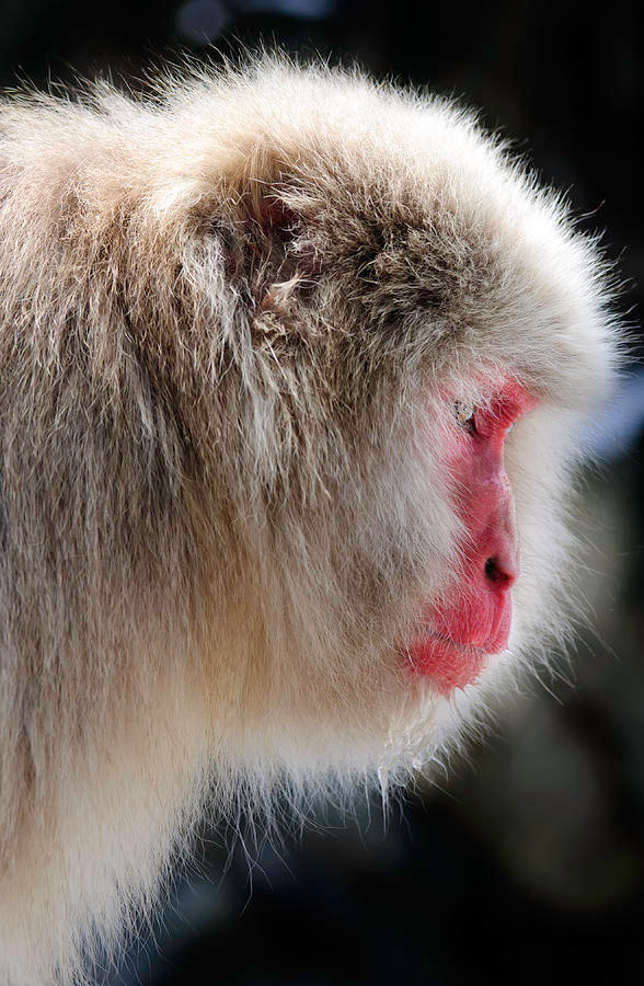 Makaki. Makak japoński (Macaca fuscata) | DinoAnimals.pl