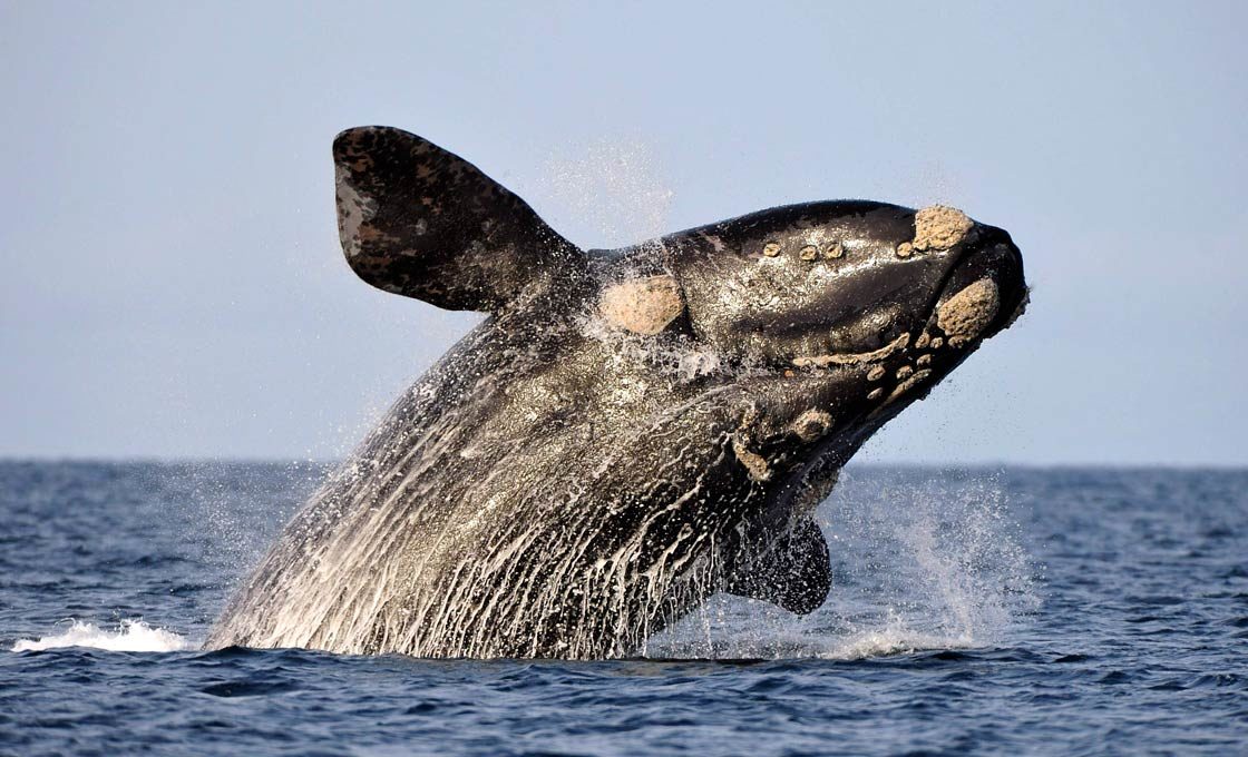 Wieloryb biskajski, wal biskajski (Eubalaena glacialis) | DinoAnimals.pl