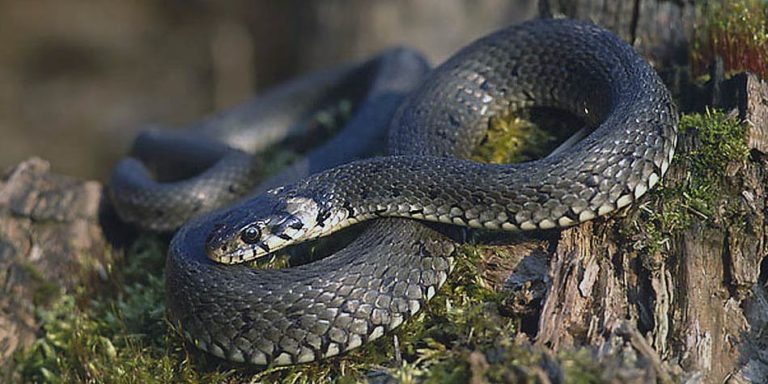 Zaskrońce (Natricinae) | DinoAnimals.pl