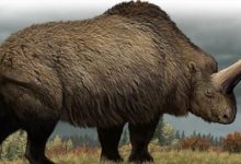 Wielbłąd dwugarbny, dromader i birtugan | DinoAnimals.pl