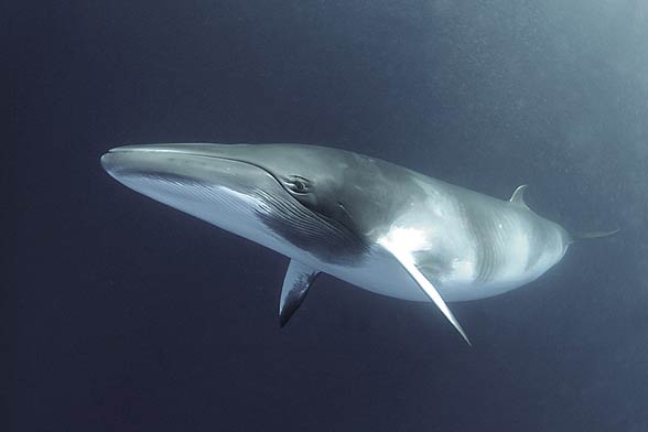 Walenie (Cetacea) - królowie oceanów | DinoAnimals.pl