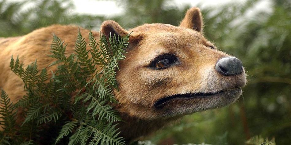 Wilk workowaty, tasmański, tygrys tasmański | DinoAnimals.pl