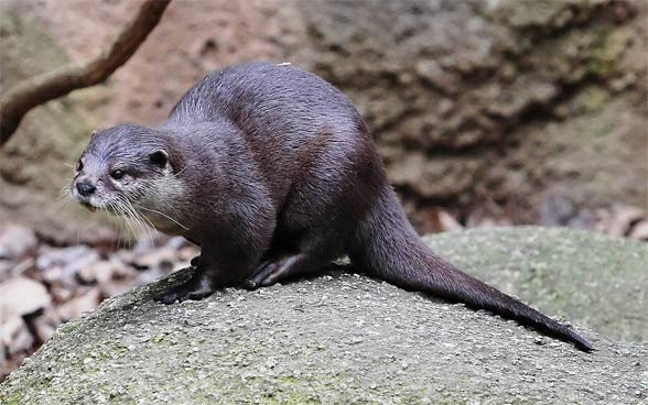 Wydry (Lutrinae) – sympatyczni myśliwi | | DinoAnimals.pl