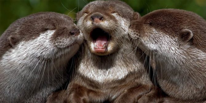 Wydry (Lutrinae) – sympatyczni myśliwi | DinoAnimals.pl