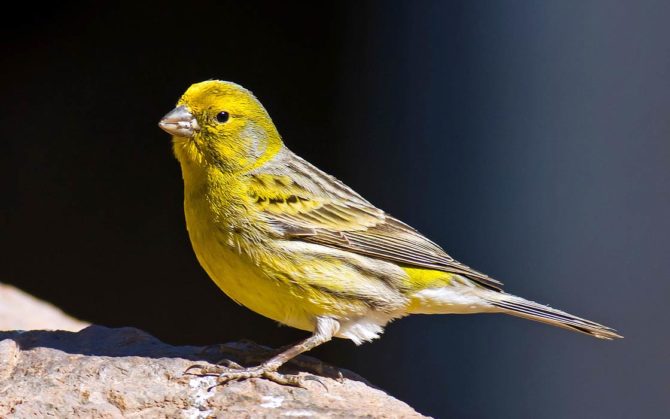 Kanarek (Serinus canaria) | DinoAnimals.pl