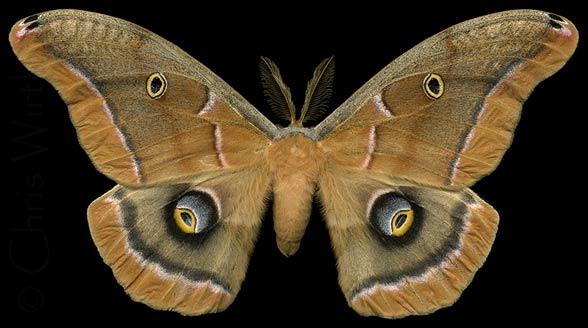Ćmy, motyle nocne (Heterocera) | DinoAnimals.pl