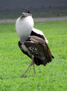 Drop olbrzymi (Ardeotis kori) - najcięższy ptak latający | DinoAnimals.pl